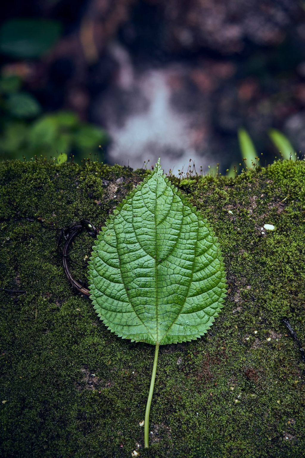 12 Logo Ideas for Subscription Boxes and DTC Kits – Bulk WP